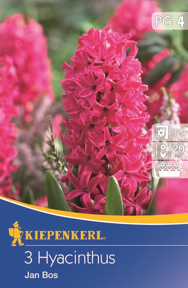 Hyacinth onion, odprto polje Kiepenkerl Jan Bos 3 kosi | T09554 - Gazdabolt.si